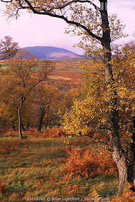 Stock photo of Autumn scenics in Scotland, showing the changing leaves ...