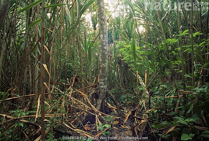 Stock photo of River cane (Gynerium sagittatum) and Cecropia, early ...