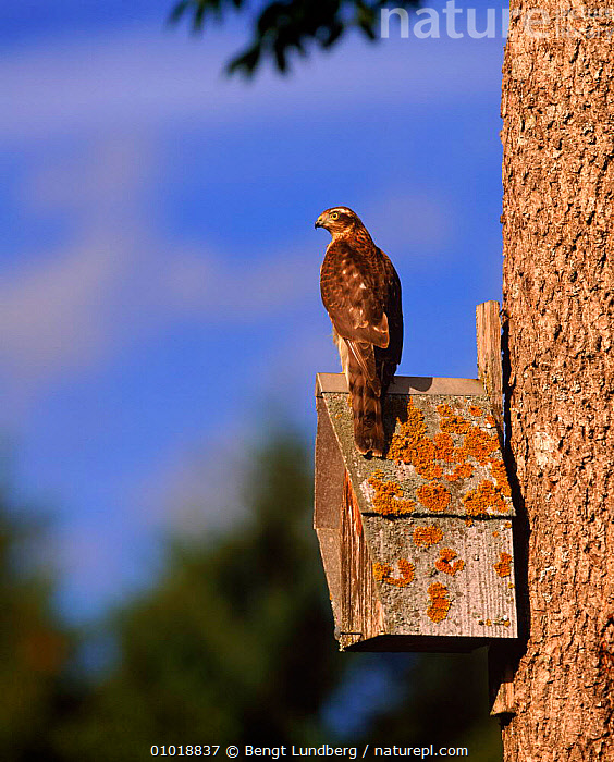Stock photo of Sparrowhawk female perched on nest box, Sweden ...