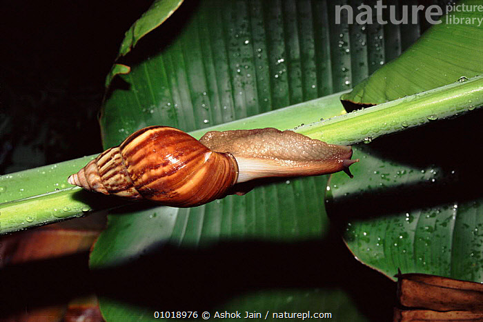 Stock photo of African snail. India (Achatina sp) From a snail garden ...