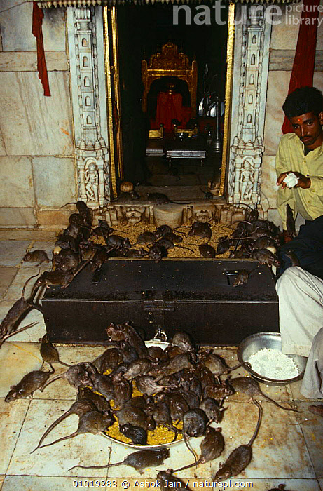 Stock photo of Black rats {Rattus rattus} swarm over food bowls in ...