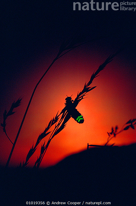 Stock photo of Glow Worm beetle female glowing at sunset to attract ...