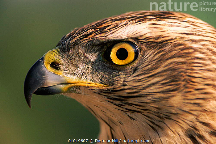 Stock photo of Northern goshawk head portrait profile. Available for ...