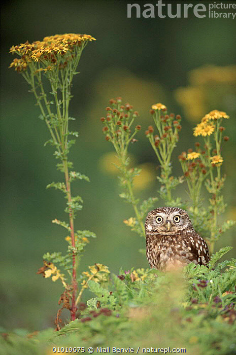Stock photo of Male Little owl among ragwort, Scotland. Available for ...