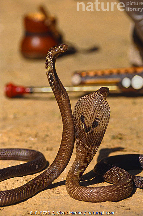 Stock photo of Captive Asian cobras (Naja naja) trained for tourism ...