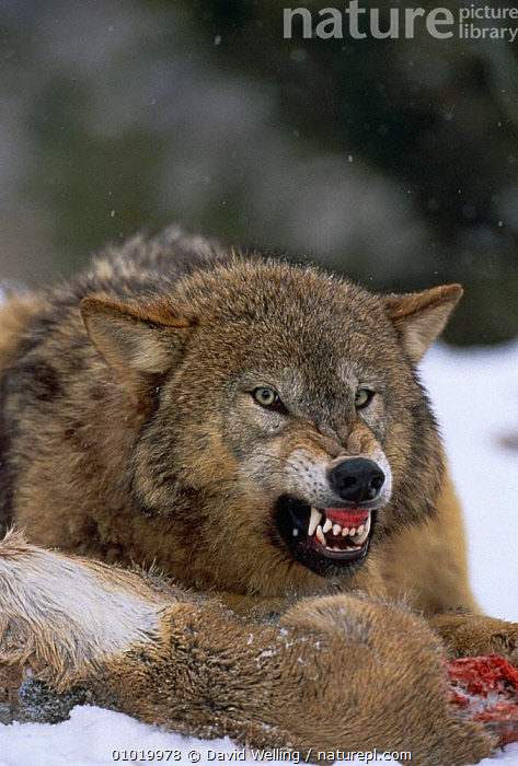 Snarling Gray Wolf