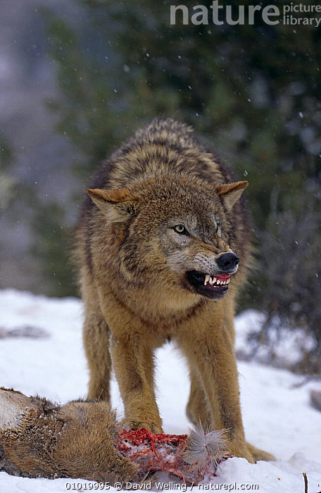 Stock photo of Grey wolf {Canis lupus} snarling over carcass in snow ...