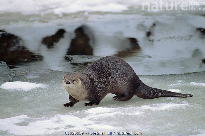 Stock photo of European River Otter in winter, Germany. Available for ...