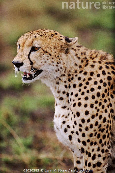 Stock photo of Cheetah, Masai Mara, Kenya. Available for sale on www ...