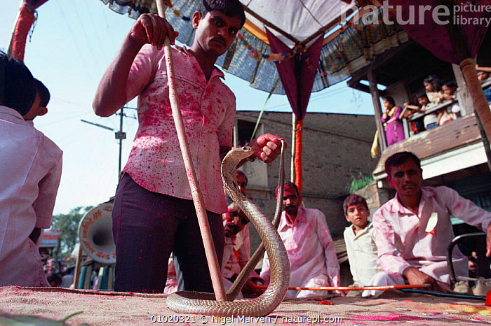 Stock photo of Man with trained Cobra snake, annual snake festival in ...