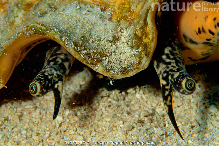 Stock photo of Eyes of Queen conch, Caribbean (Strombus gigas ...