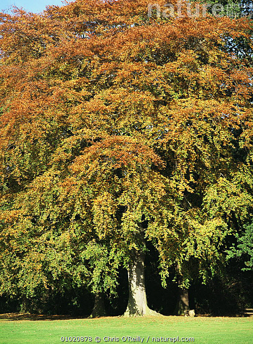 Stock photo of Beech tree (Fagus sylvatica) in October, Derbyshire UK ...