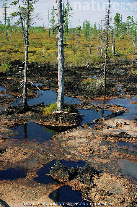 Stock photo of Oil pollution in tundra marsh, Siberia.. Available for ...