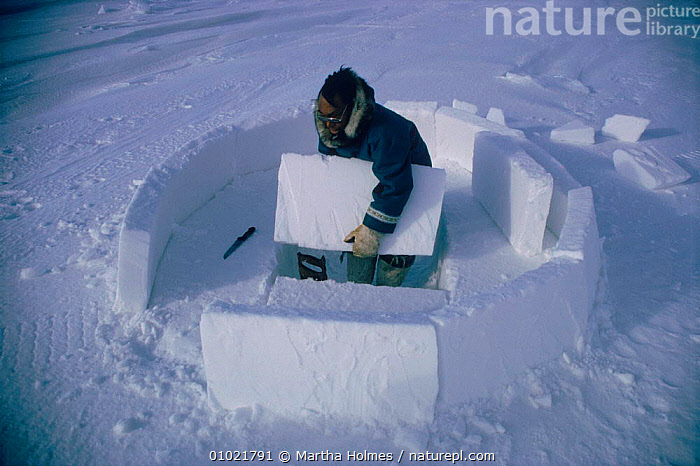 Stock photo of Inuit building igloo on sea ice, sequence. Admiralty ...