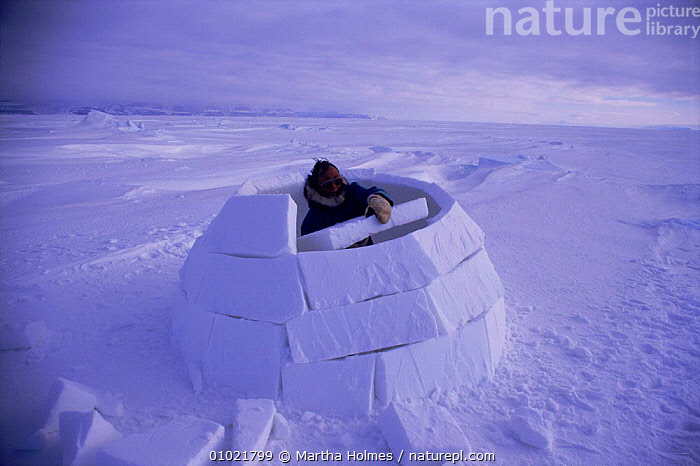 Stock photo of Inuit building igloo on sea ice, sequence. Admiralty ...