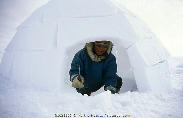 Stock photo of Inuit building igloo on sea ice, Admiralty inlet, Canada ...