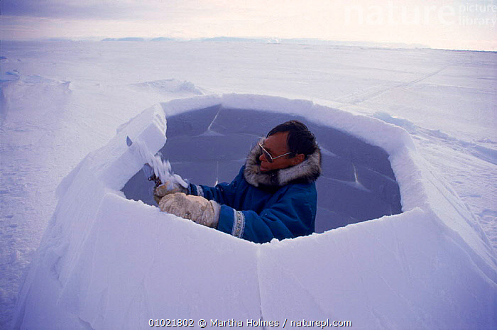 Stock photo of Inuit building igloo on sea ice, sequence. Admiralty ...