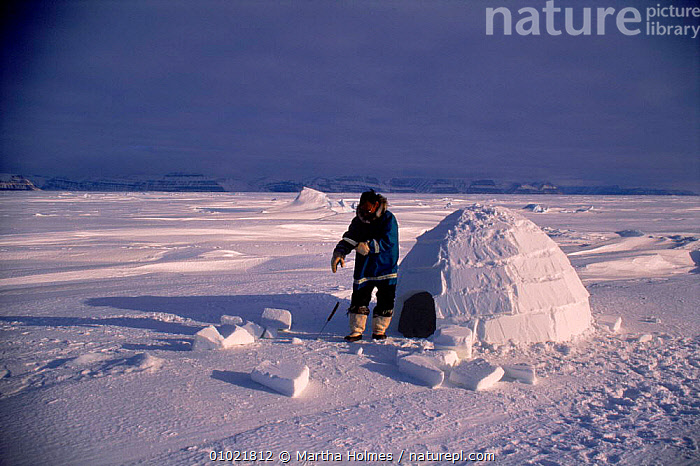 Stock photo of Inuit building igloo on sea ice, sequence. Admiralty ...
