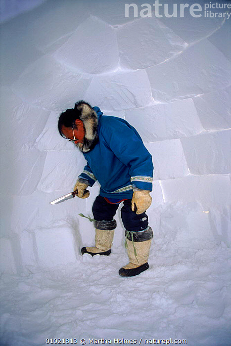 Stock photo of Inuit building igloo on sea ice, sequence. Admiralty ...