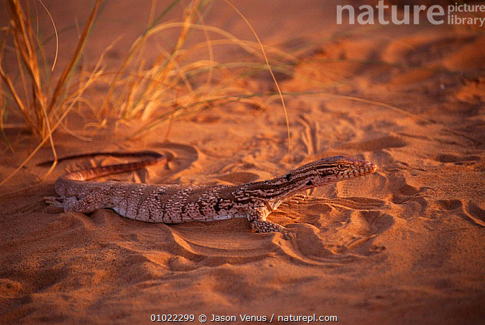 Stock photo of Desert monitor (Varanus griseus) Sahara desert ...