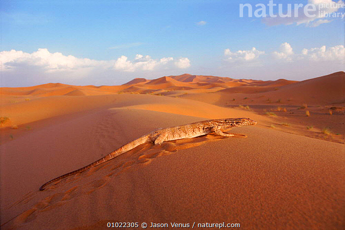Stock photo of Desert monitor {Varanus griseus} Sahara desert ...