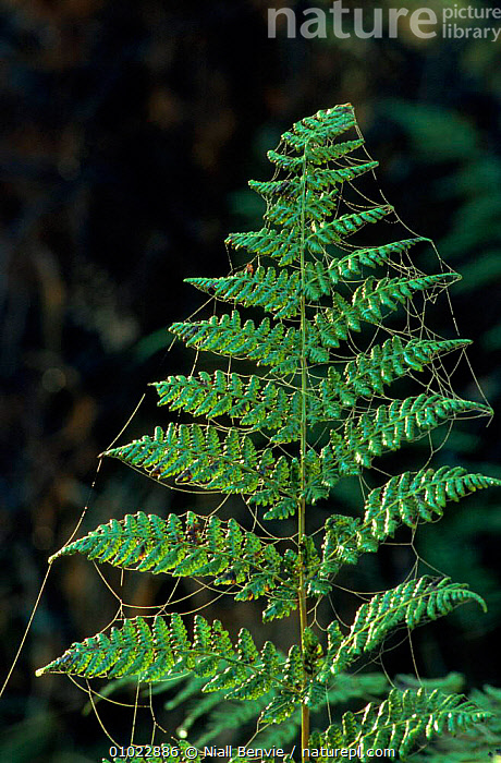 Stock photo of Broad buckler fern with spider web. Scotland, UK ...
