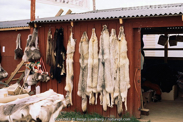 Stock photo of Grey wolf skin pelts and products (Canis lupus) Finland ...