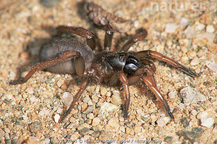 Stock photo of Trapdoor spider (Ctenizidae) Spain. Available for sale ...