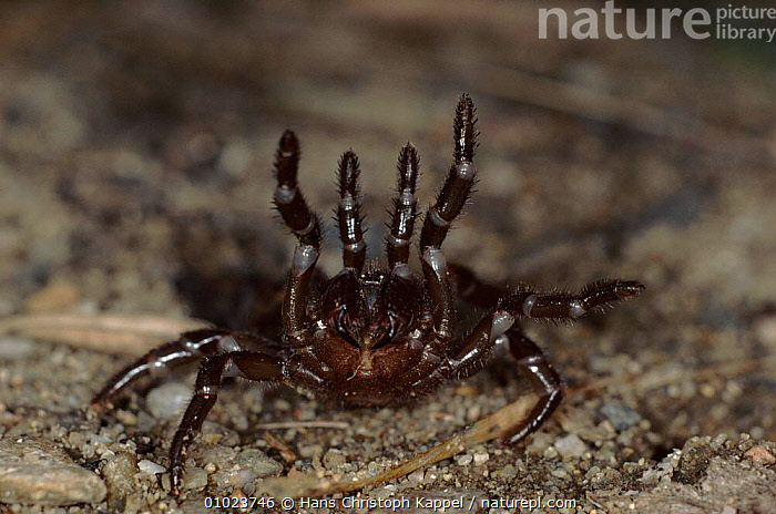Stock photo of Trapdoor spider. Sardinia, Italy. Available for sale on ...