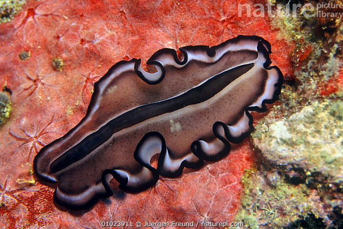 Stock photo of Swimming flatworm (Pseudocercos sp) Indo-Pacific ...