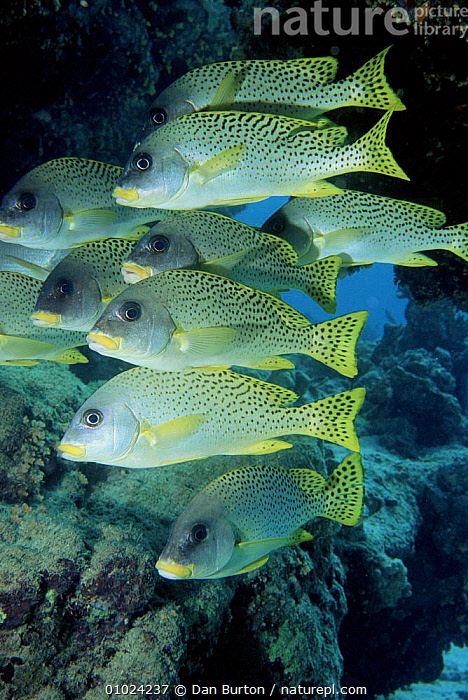 Stock photo of Blackspotted sweetlips fish, Red Sea. Available for sale ...