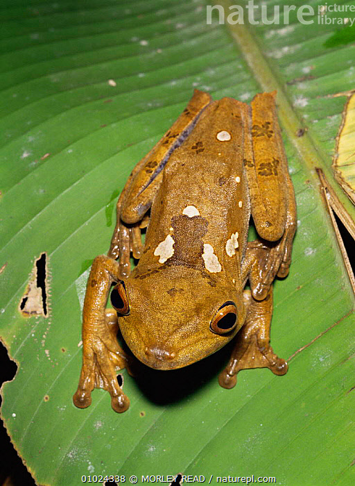 Stock photo of Map tree frog (Hyla geographica) Amazonian Ecuador ...