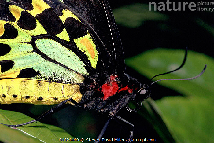 Stock photo of Australian birdwing butterfly (Ornithoptera priamus ...