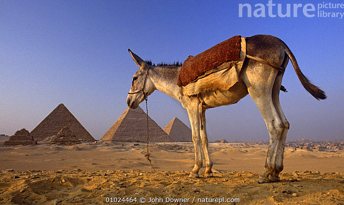 Stock photo of Domestic donkey {Equus asinus} with ancient pyramids of ...