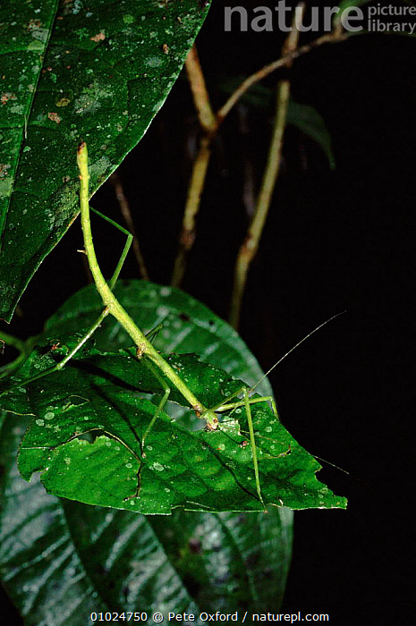 Stock photo of Stick insect feeding on leaf, Amazon rainforest, Ecuador ...
