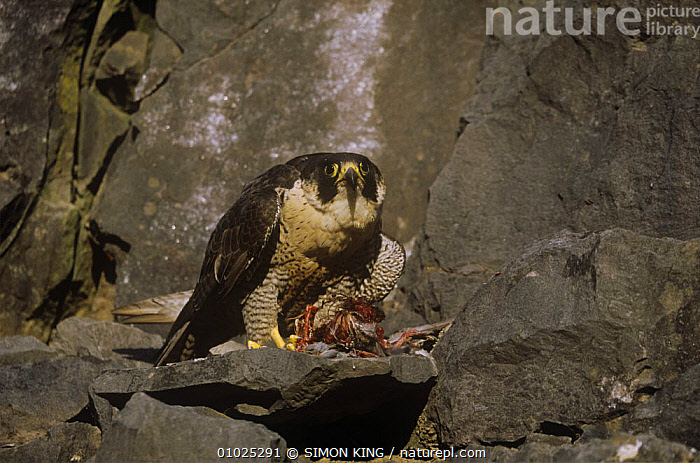 Stock photo of Peregrine {Falco peregrinus} perched with kill on cliff ...