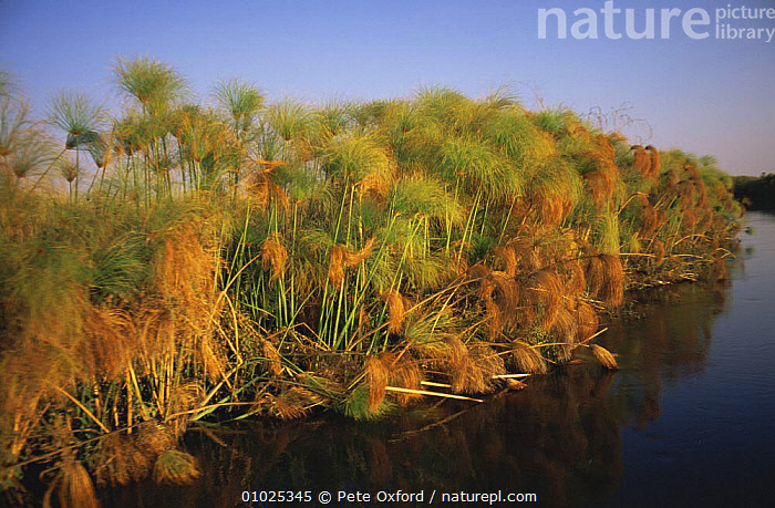 Stock photo of Papyrus (Cyperus papyrus) growing in the Okavango Delta ...