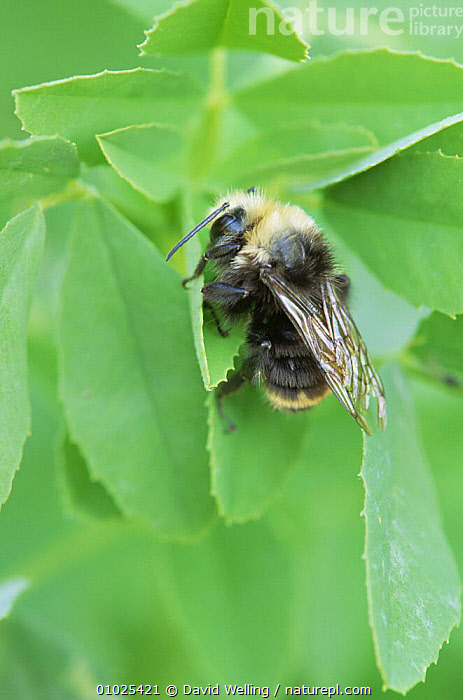 Stock photo of Western leafcutter bee (Megachile perihirta) on leaves ...