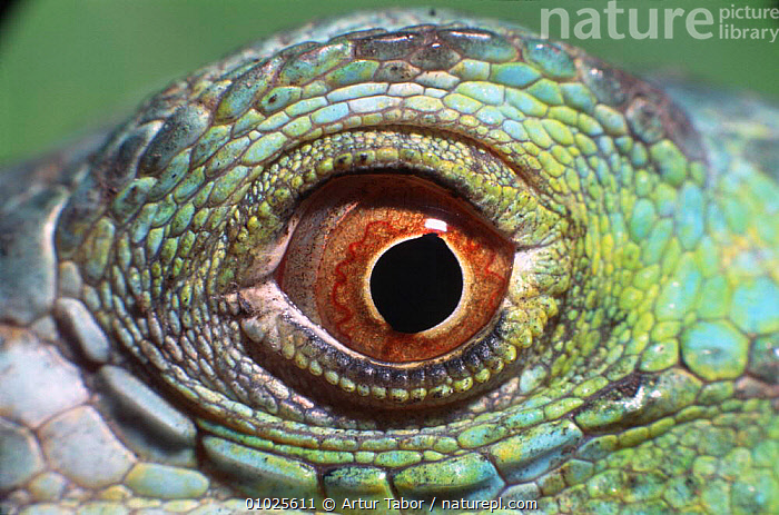 Stock photo of Close up of eye of Common Iguana (Iguana iguana ...