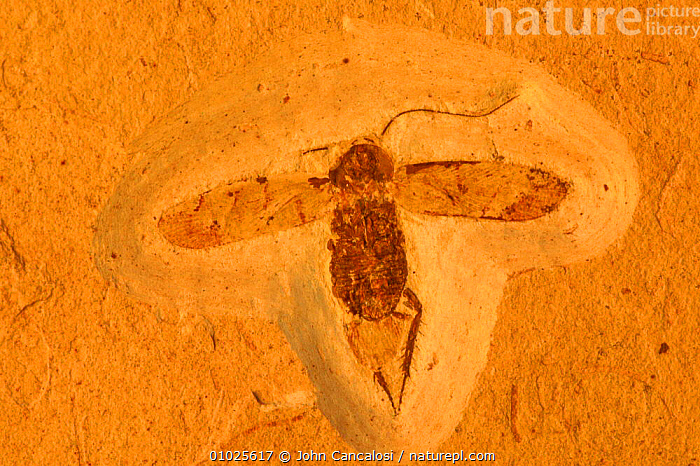Stock photo of Fossil insect - cockroach from Cretaceous period. Brazil ...