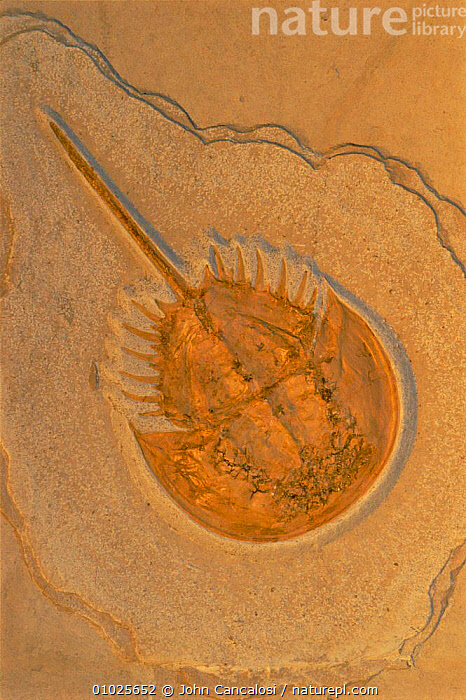 Stock photo of Fossil horseshoe crab. Jurassic (Limulus) Solnhofen ...