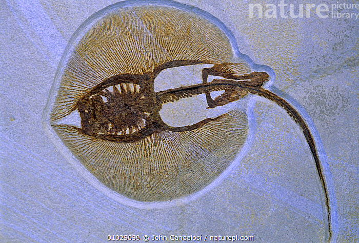 Stingray Fossil