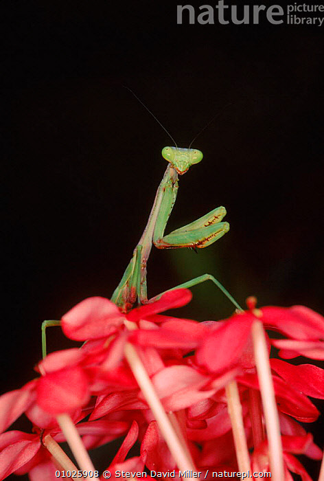 Stock photo of European praying mantis, Florida (Mantis religiosa ...