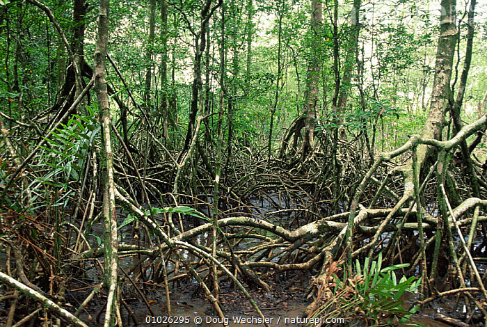 Stock photo of Interior of Mangrove forest, Dikolo, Cameroon, West ...
