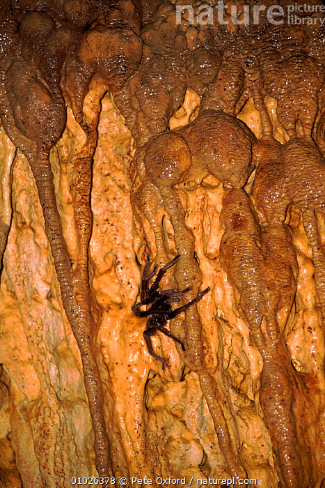 Stock photo of Cave dwelling spider in bat cave (Eumemophoriinae ...