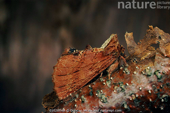 Stock photo of Coxcomb prominent moth on oak wood, UK. Available for ...