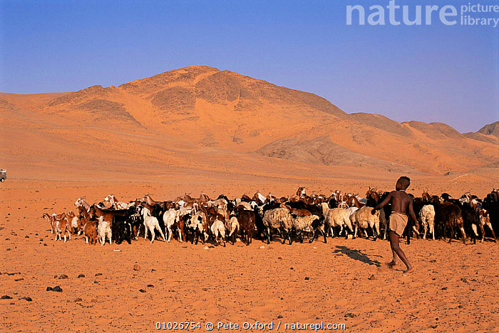 Stock photo of Himba boy herding goats. Namib desert, Namibia. 1999 ...