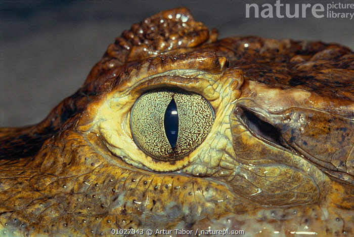 Stock photo of Close-up of Spectaled caiman eye (Caiman crocodilus ...