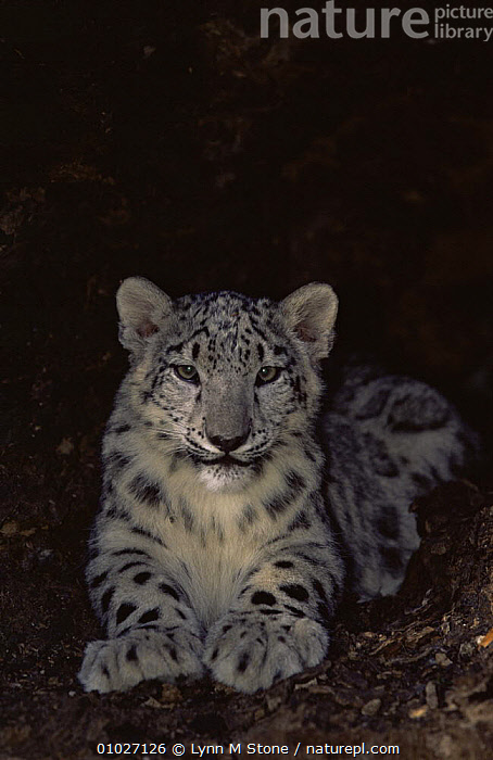 Stock photo of Juvenile snow leopard portrait {Panthera uncia} captive ...