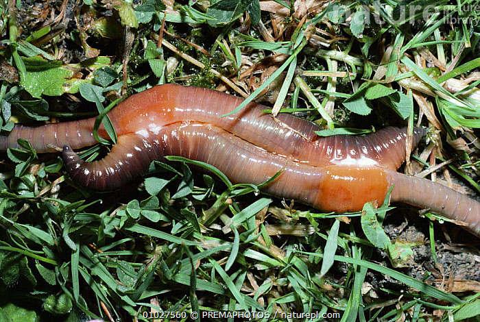 Stock photo of Earthworms mating on lawn (Lumbricus terrestris) UK ...